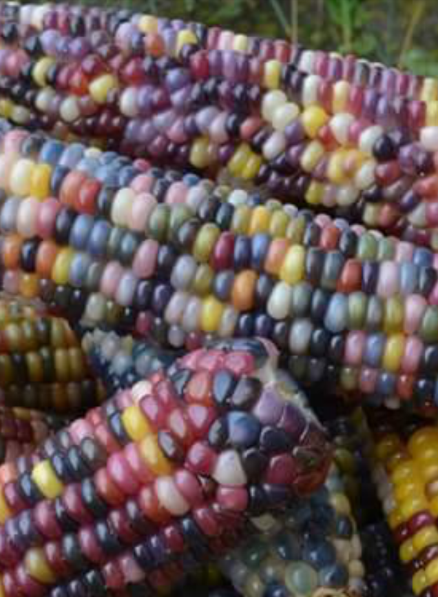 Corn / Popcorn New Earth Seeds