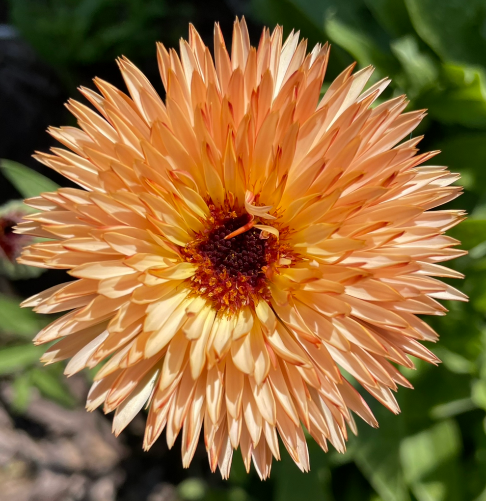 Flashback Calendula Seeds - New Earth Seeds