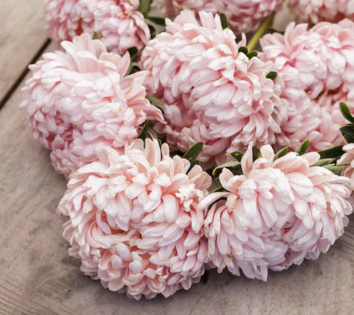 Apricot Peach Peony Duchess Asters | Heirloom Flower Seeds – New Earth ...
