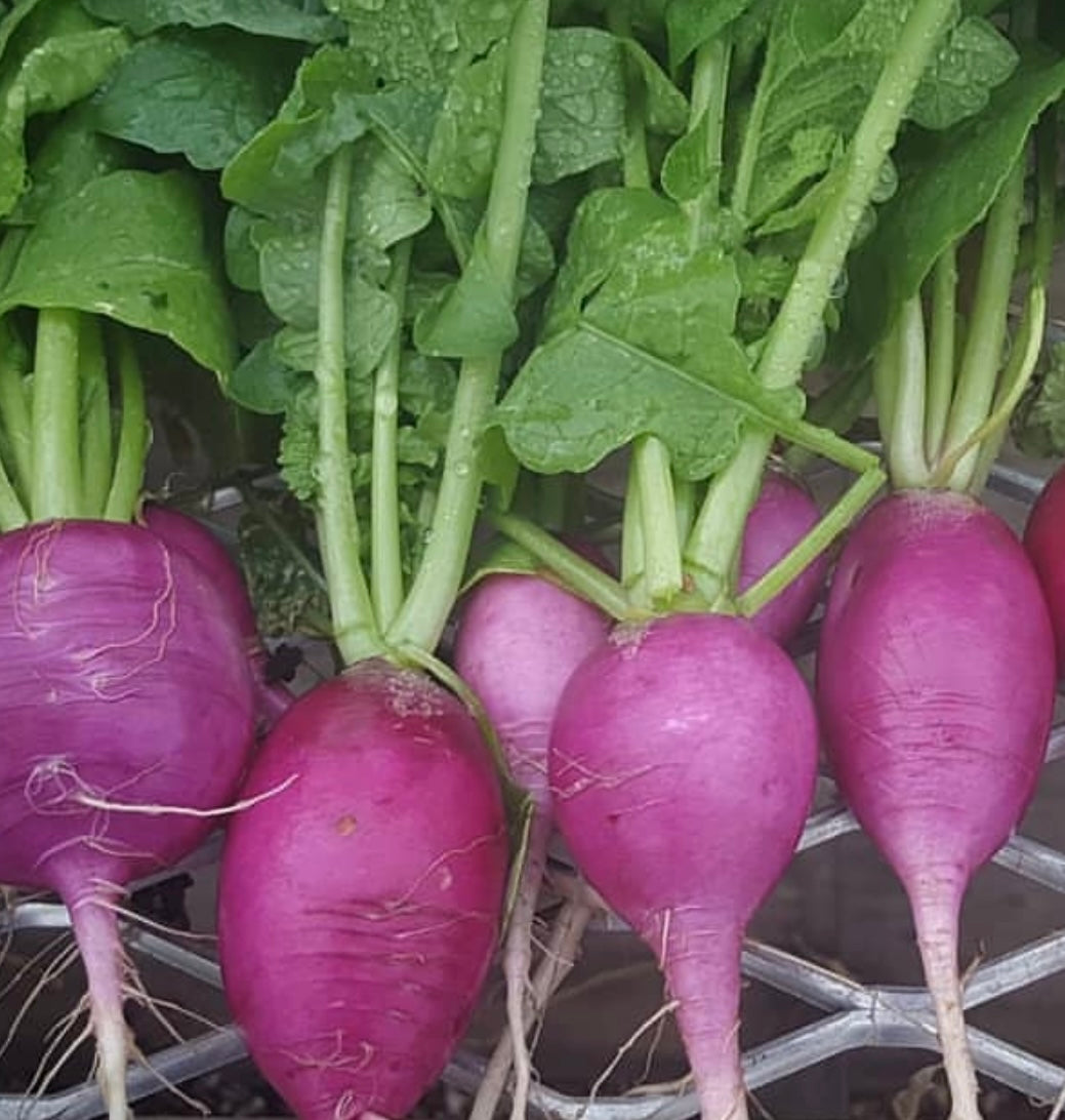Purple Plum Radish – New Earth Seeds
